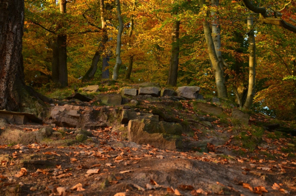 German Forest @ fall - Beautiful places. Best places in the world. Shut ...