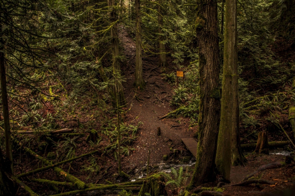 Forest - Beautiful places. Best places in the world. Shut up and take ...