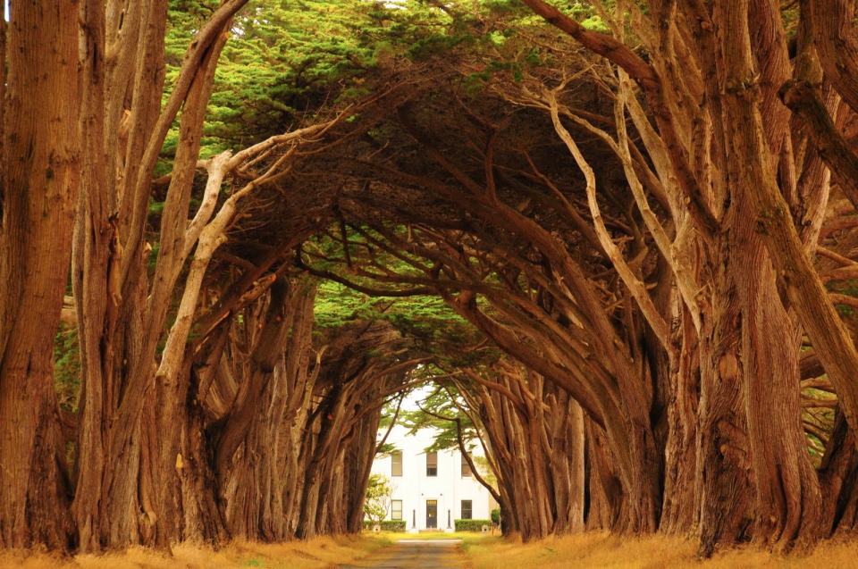 Point Reyes tree tunnel, California - Beautiful places. Best places in ...